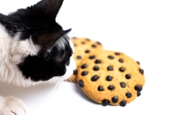 Can Cats Eat Chocolate? Here’s What You Should Know - Chimacum Valley ...