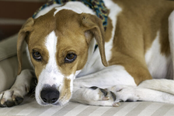 How to Help Your Constipated Dog Find Relief - Chimacum Valley ...